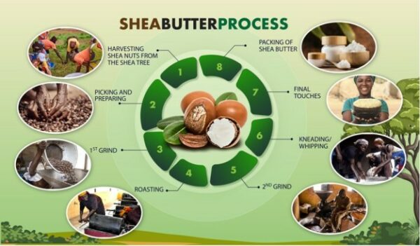 Shea Butter Production in Ghana | South West Six Ltd